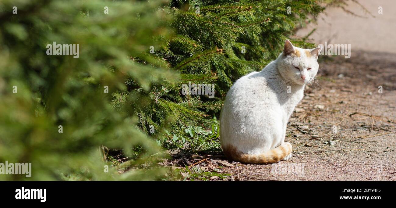 homeless white cat posing by the tree Stock Photo - Alamy