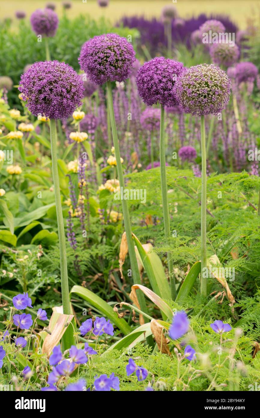 Giant Allium (Allium giganteum Stock Photo - Alamy