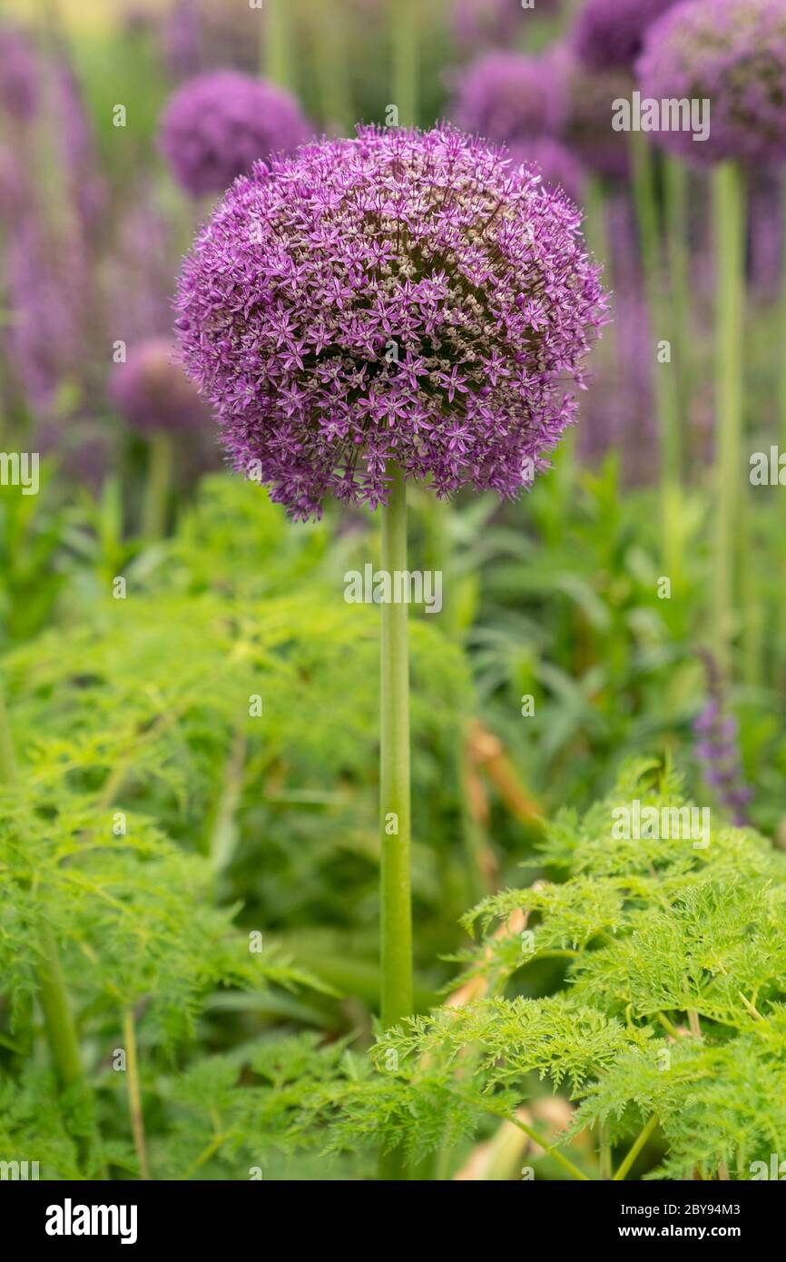 Giant Allium (Allium giganteum Stock Photo - Alamy