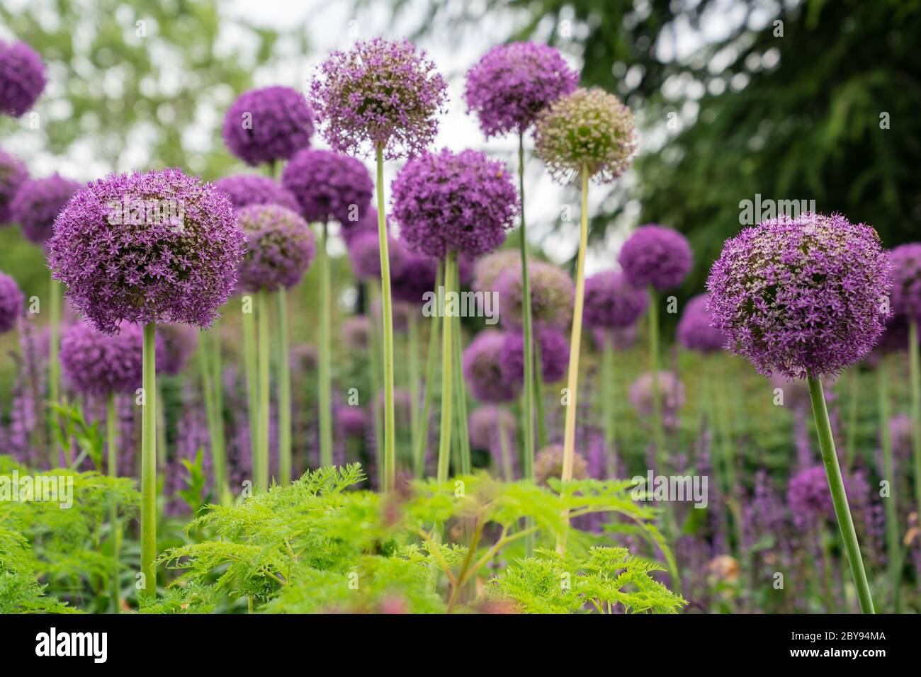 Giant Allium (Allium giganteum Stock Photo - Alamy
