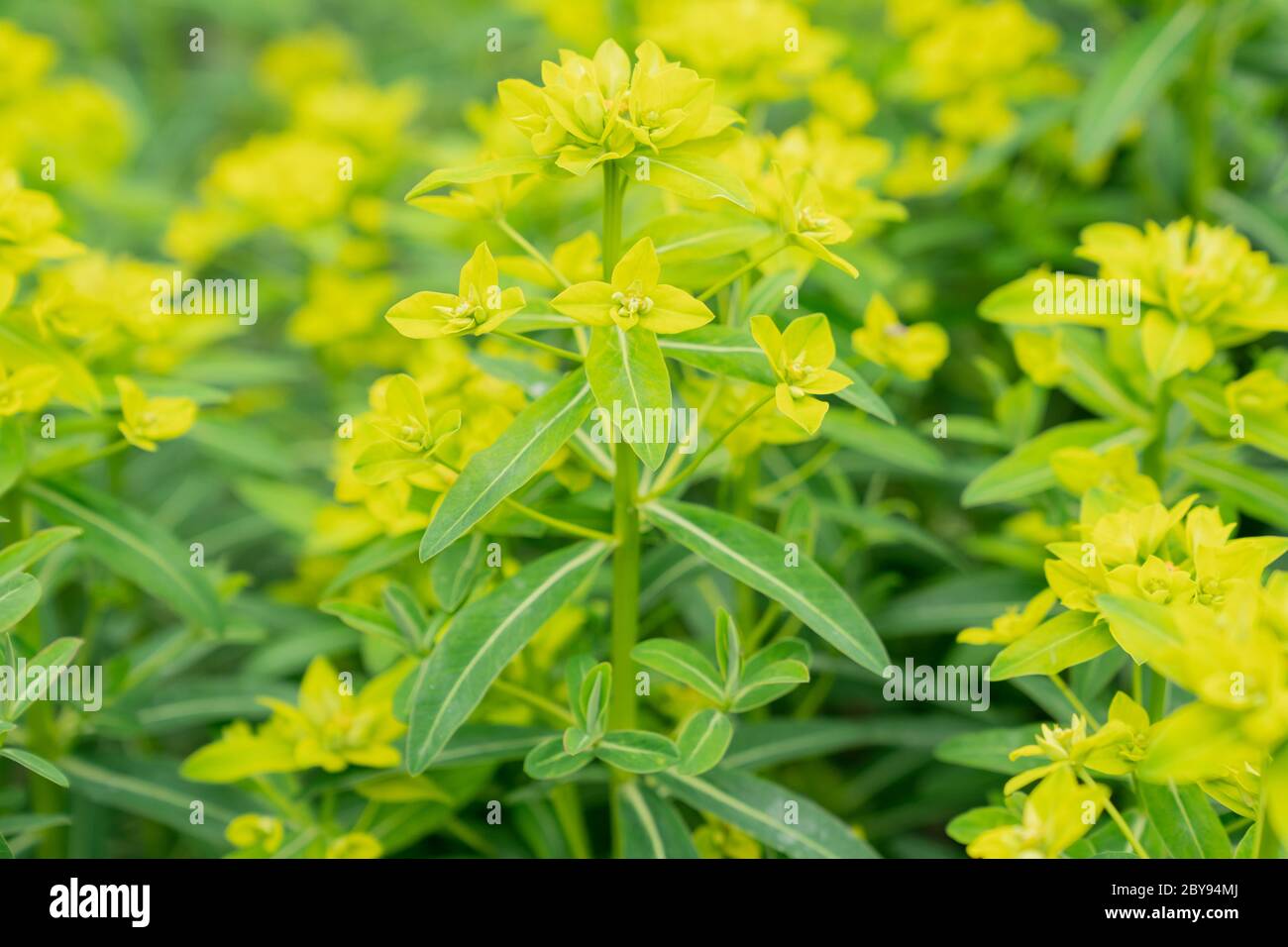 Peking Spurge (Euphoria pekinensis Stock Photo - Alamy