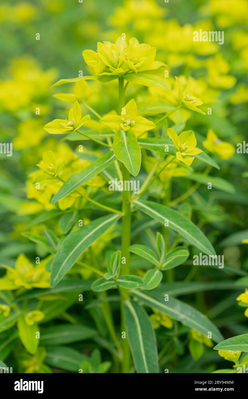 Euphoria flower hi-res stock photography and images - Alamy