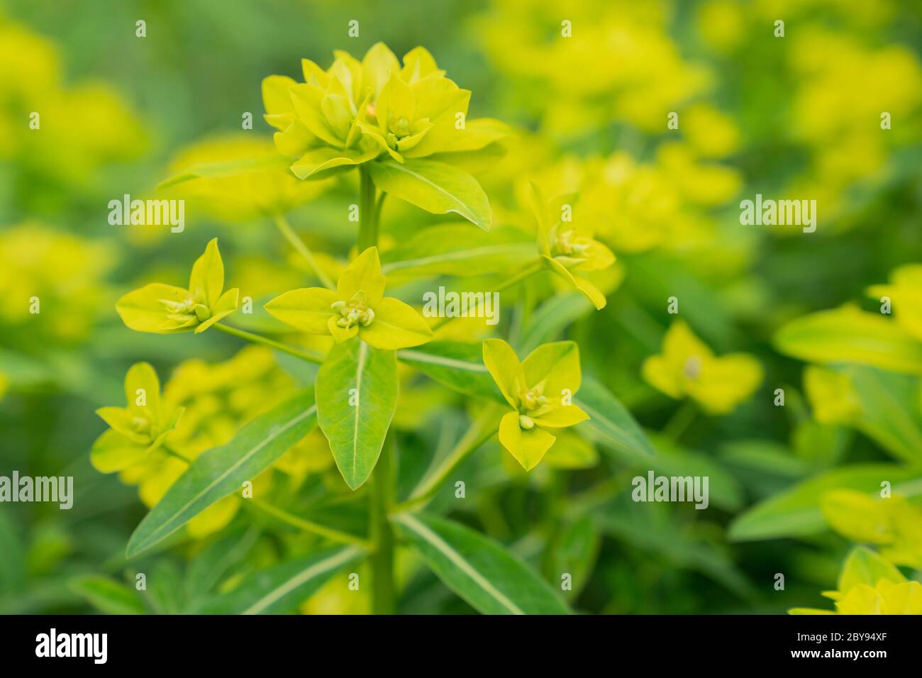 Pekinensis hi-res stock photography and images - Alamy