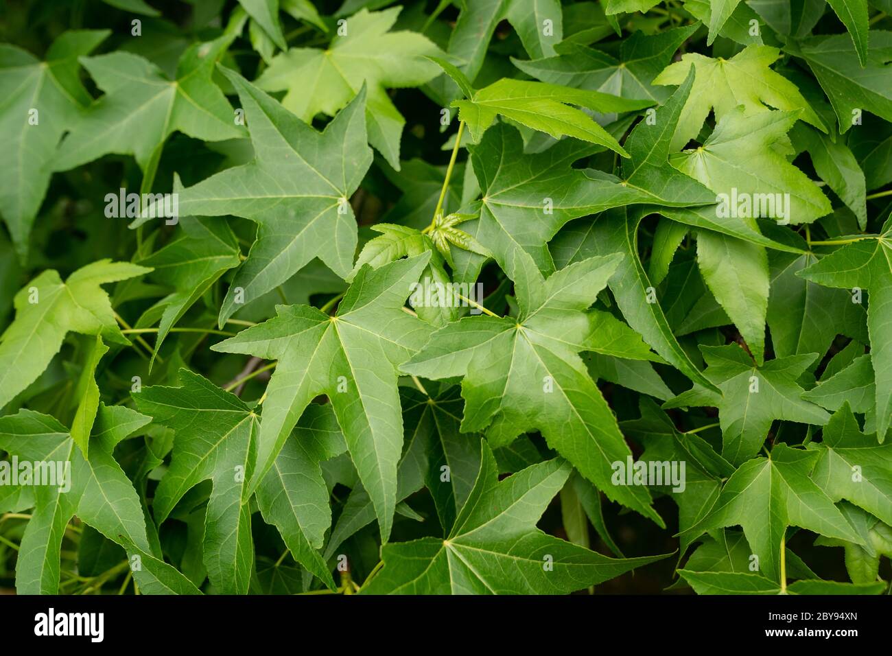 Sweet Gum (Liquidambar styraciflua) leaves Stock Photo - Alamy