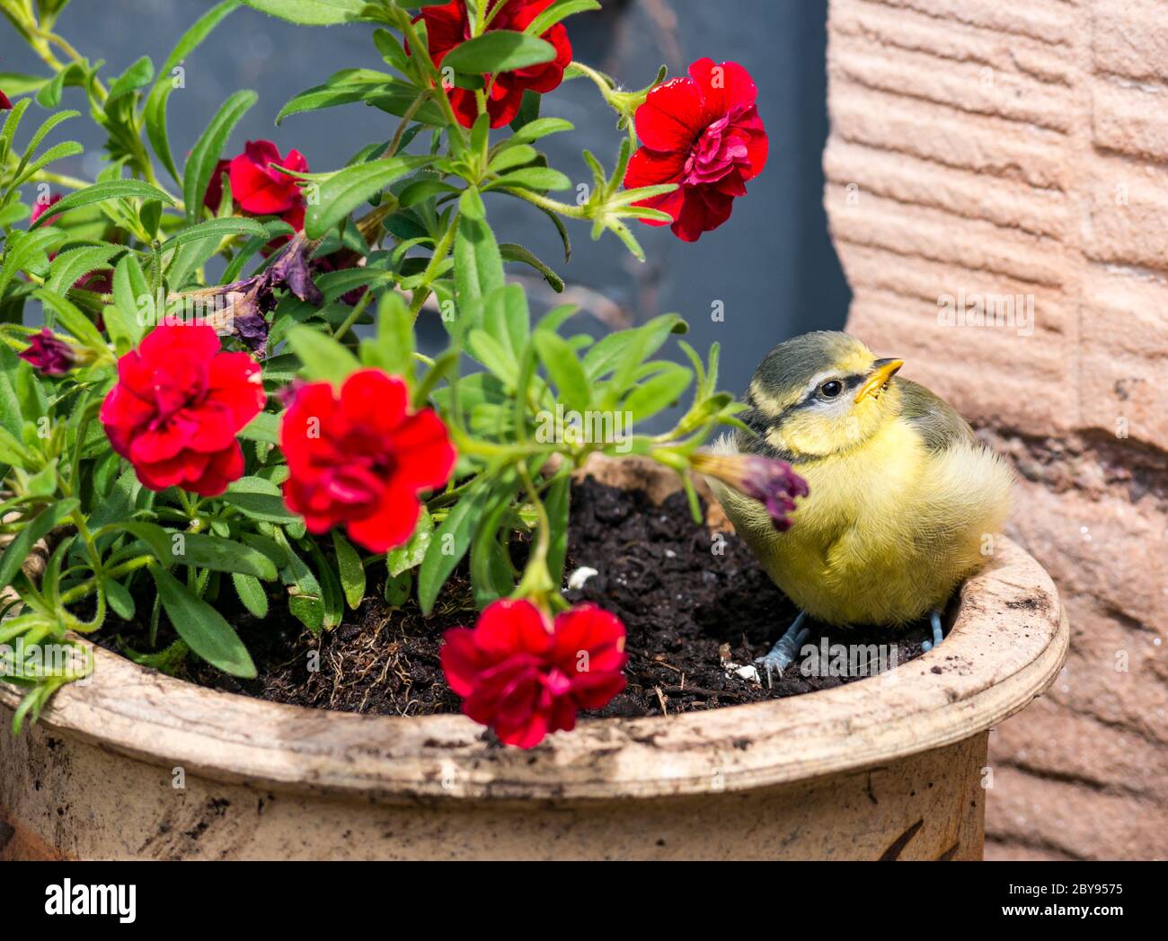 Blue tit fledgling in flowerpot looking skywards, East Lothian ...