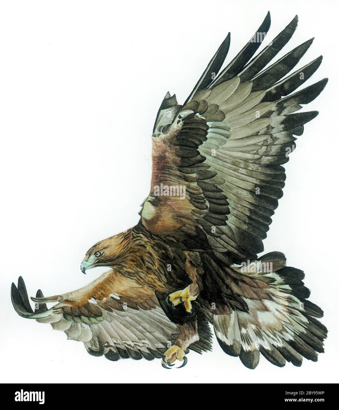 Aquila Eagle