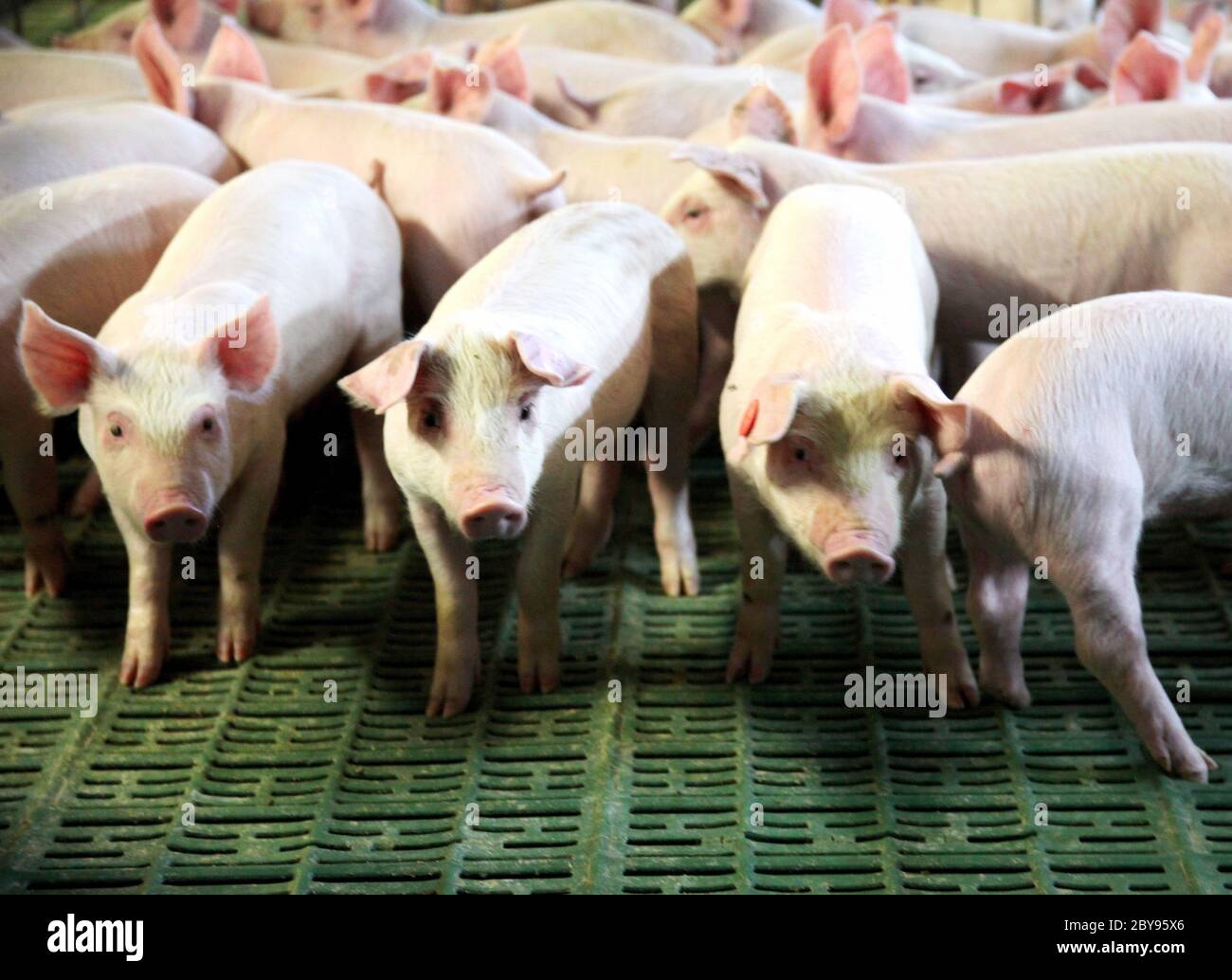 Farming raising and breeding of domestic pigs Stock Photo - Alamy
