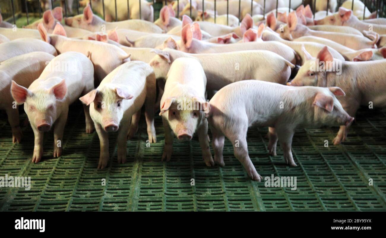Farming raising and breeding of domestic pigs Stock Photo - Alamy