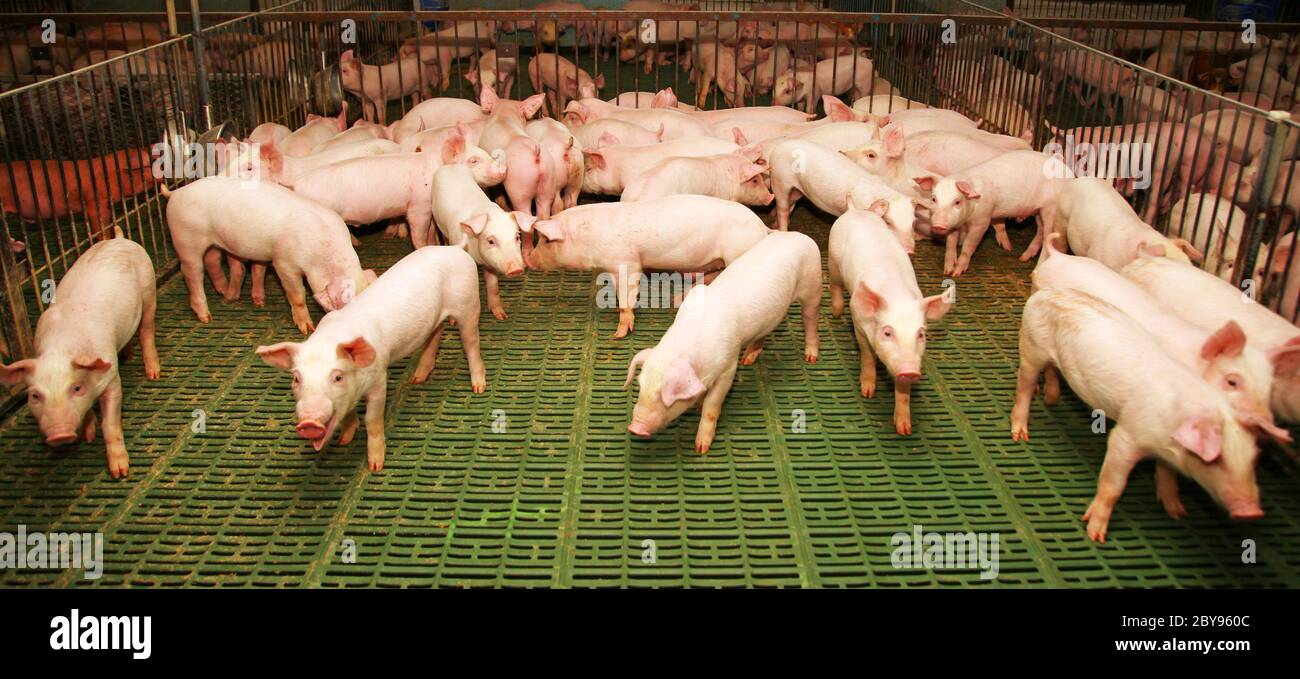 Farming raising and breeding of domestic pigs Stock Photo - Alamy
