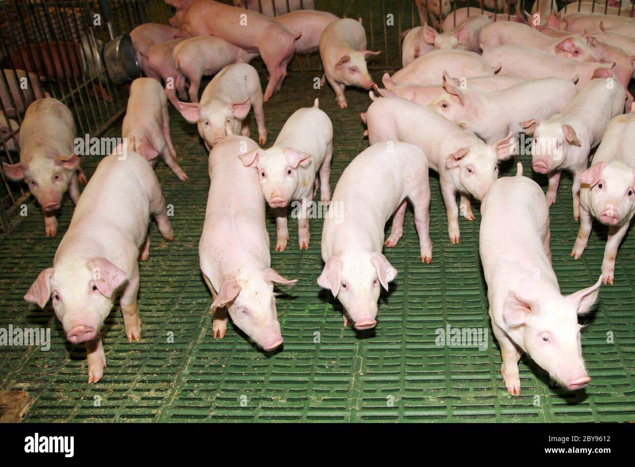 Farming raising and breeding of domestic pigs Stock Photo - Alamy