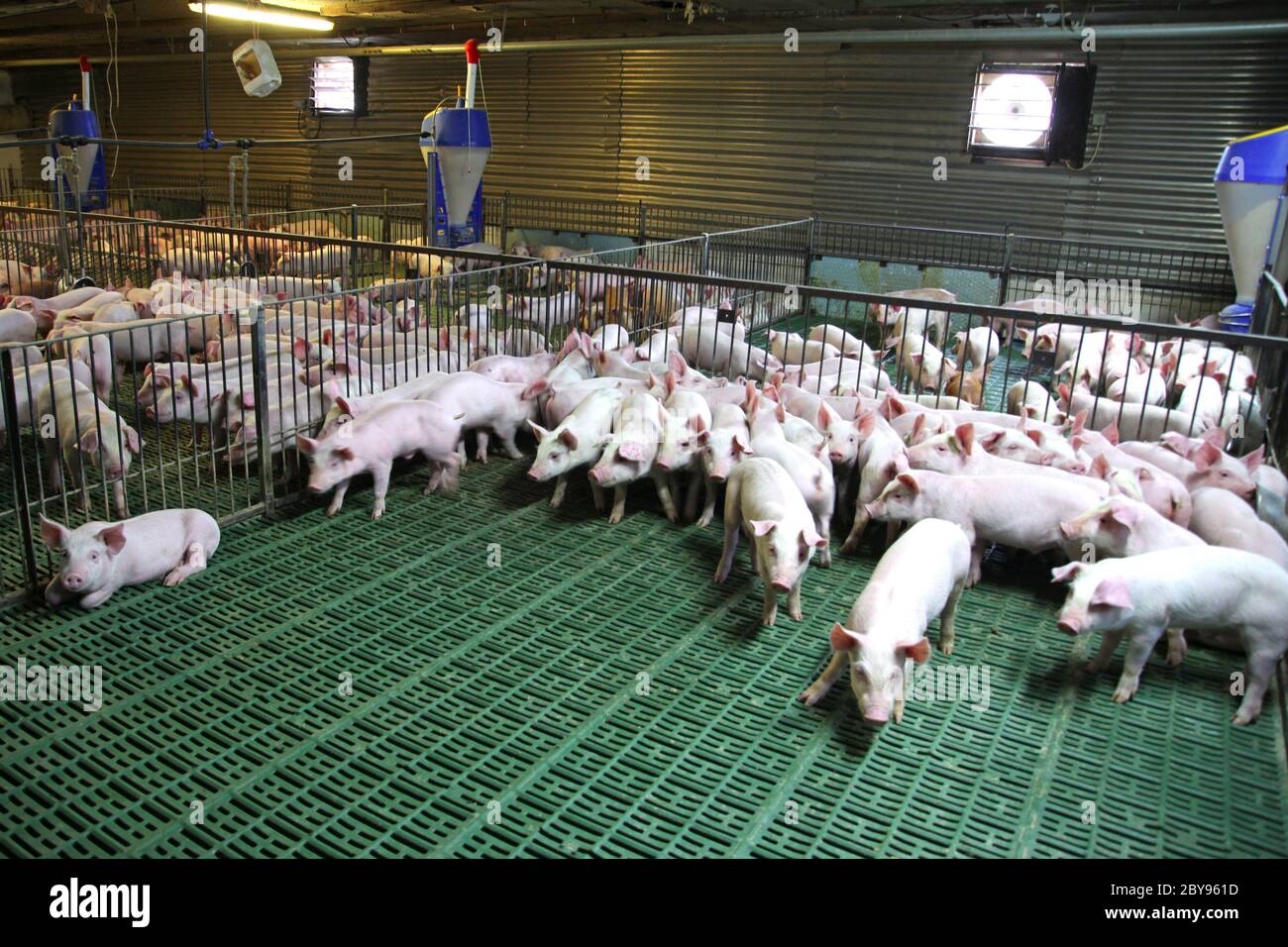 Farming raising and breeding of domestic pigs Stock Photo - Alamy