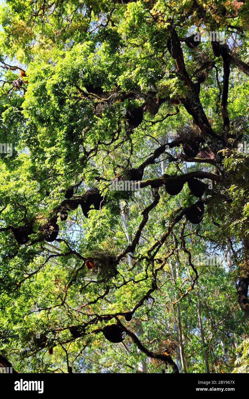 wild bees beehive on tree Stock Photo - Alamy
