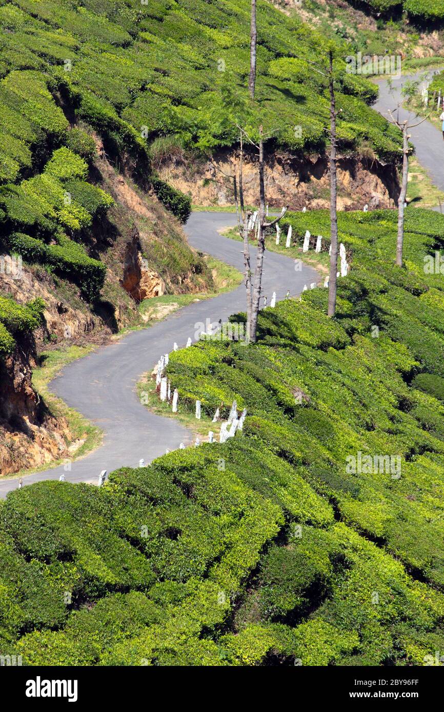 Winding road between lush hi-res stock photography and images - Alamy