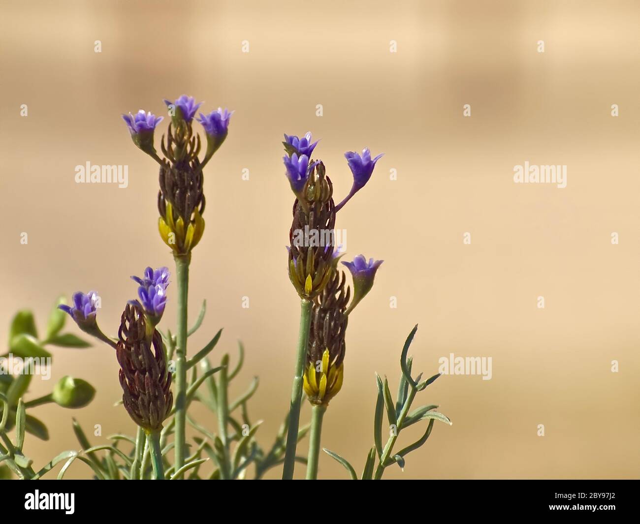 Beautiful isolated blooming lavender flowers Stock Photo - Alamy