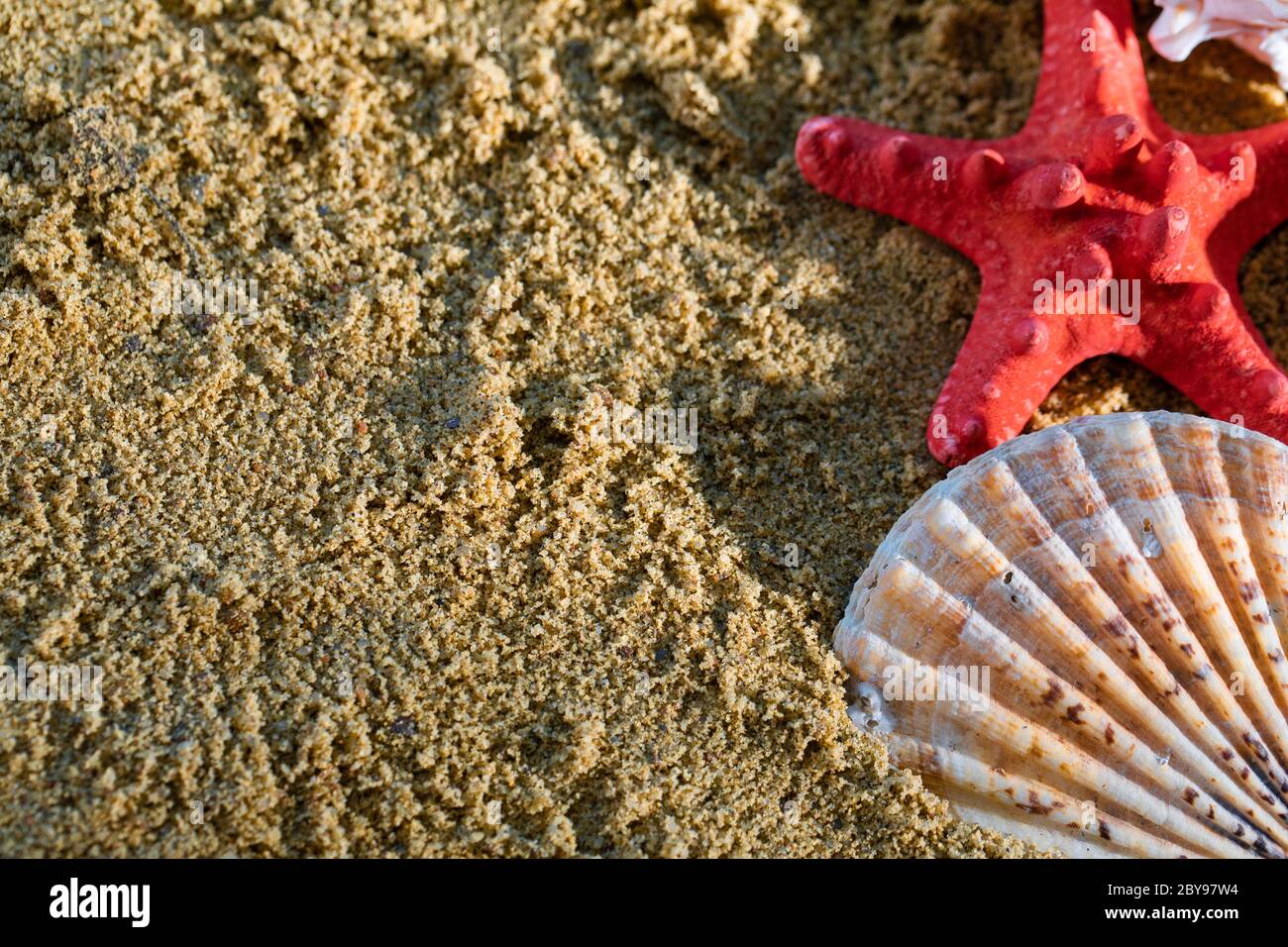On the bright yellow squeak there are shells thrown by sea waves ...