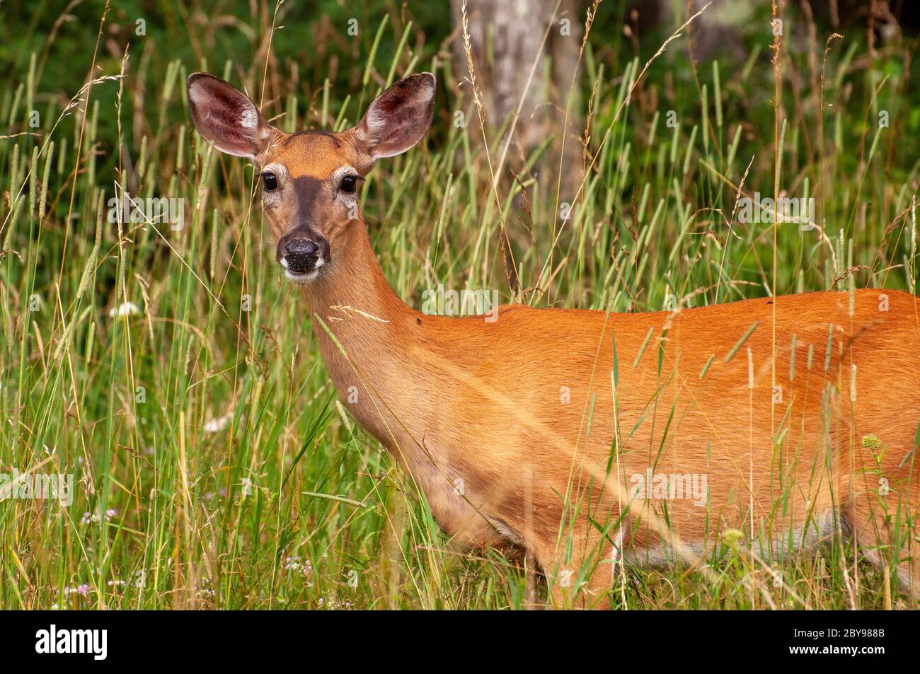 Capturing dynamic expressions hi-res stock photography and images - Alamy