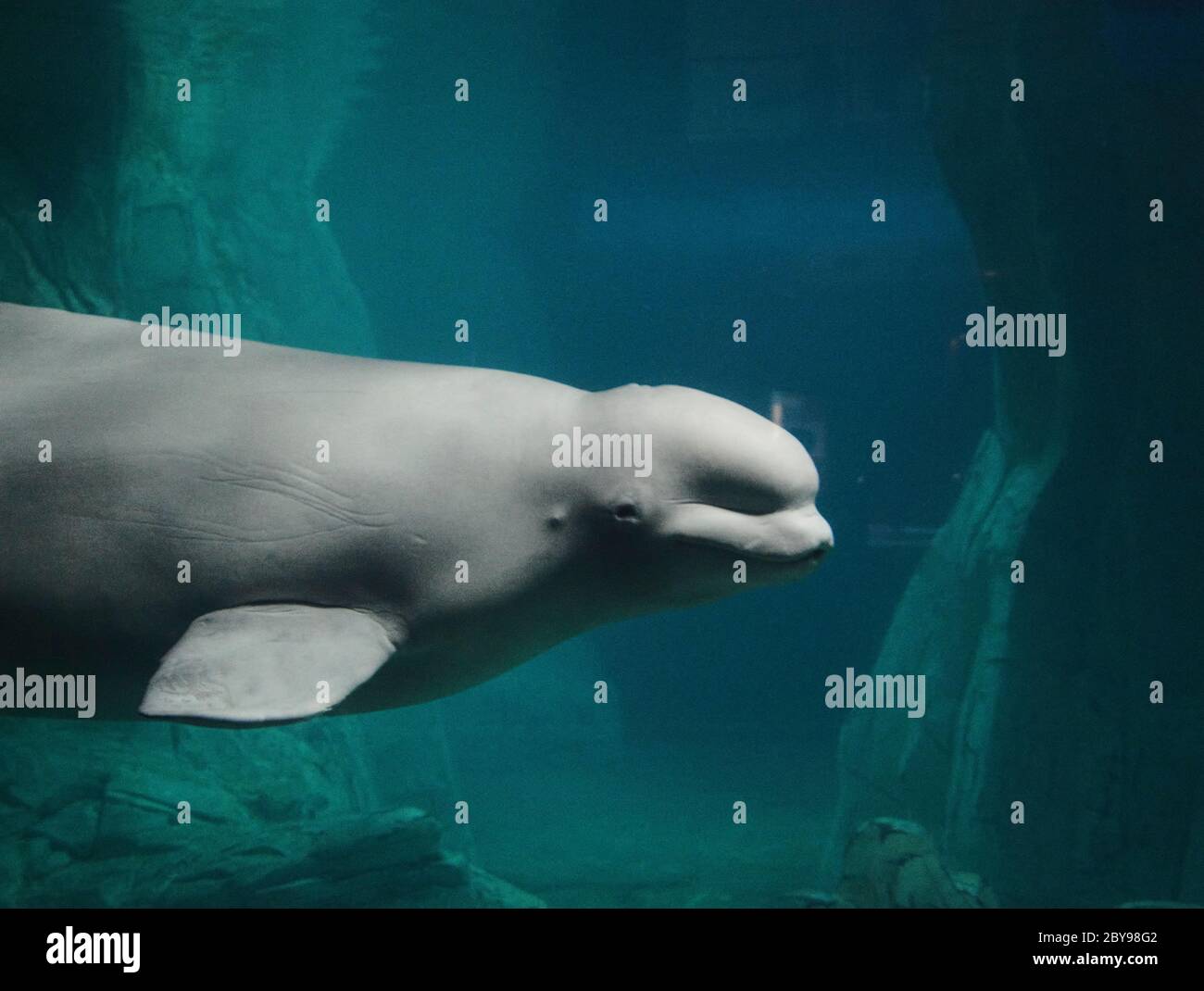 Lonely Beluga in the ocean, friendly face ,white Stock Photo - Alamy