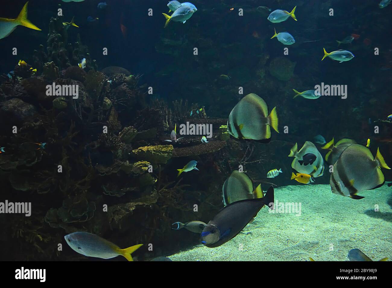 Tropical goldfish in the ocean, multitude of smell, sand, algae Stock ...