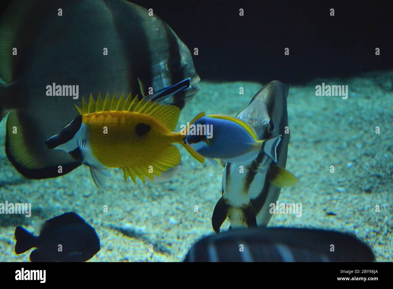 Tropical goldfish in the ocean, multitude of smell, sand, algae Stock ...