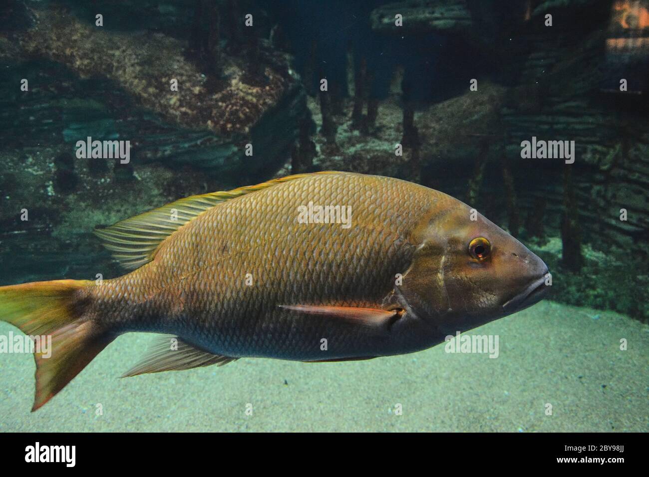 Big lonely fish in the ocean, brown, sand Stock Photo - Alamy
