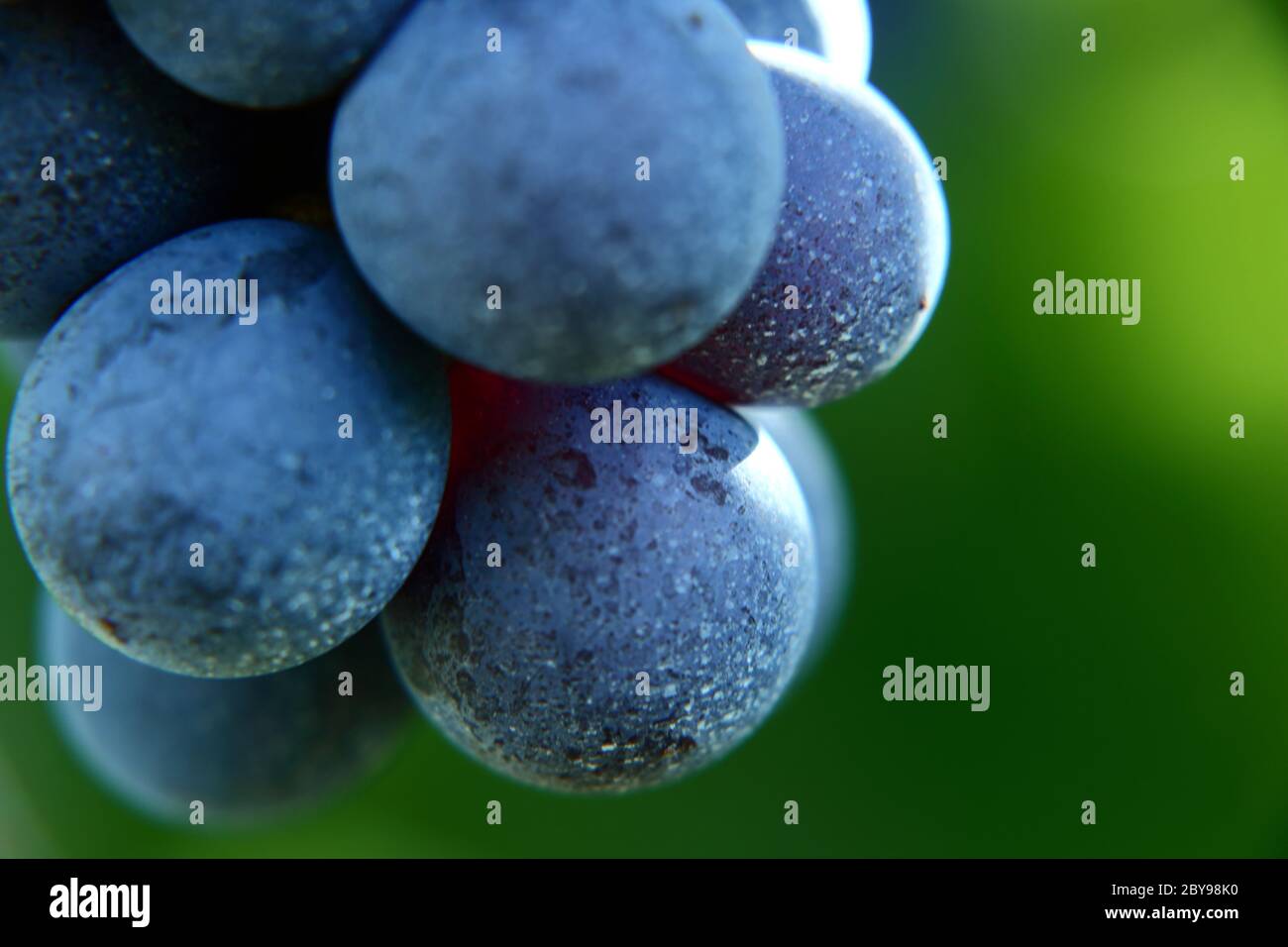 grapes taken up close in neutral background Stock Photo - Alamy