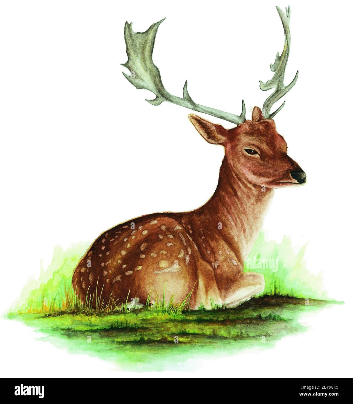 Fallow deer stag buck Cut Out Stock Images & Pictures - Alamy