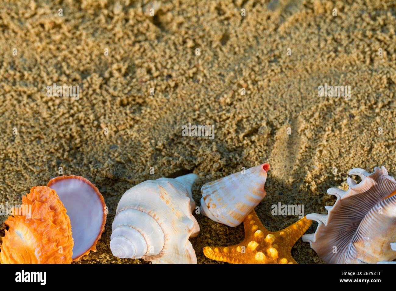 On the bright yellow squeak there are shells thrown by sea waves ...