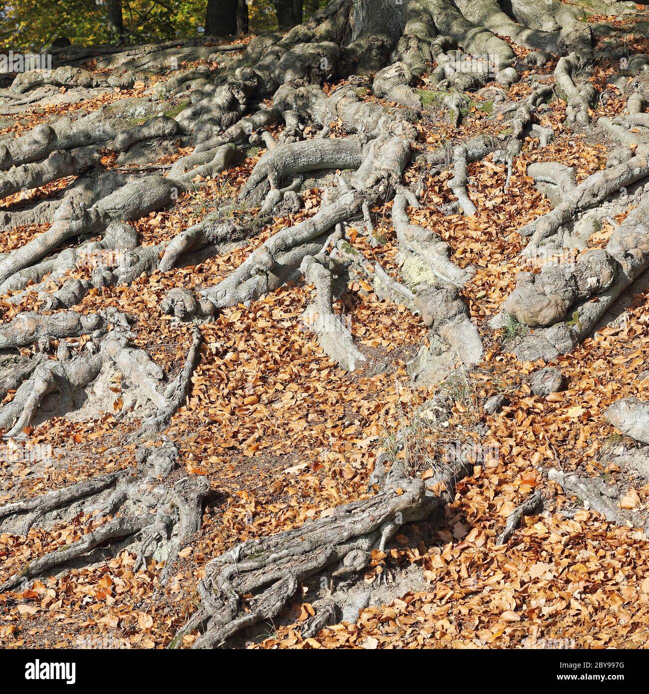 Roots system hi-res stock photography and images - Alamy