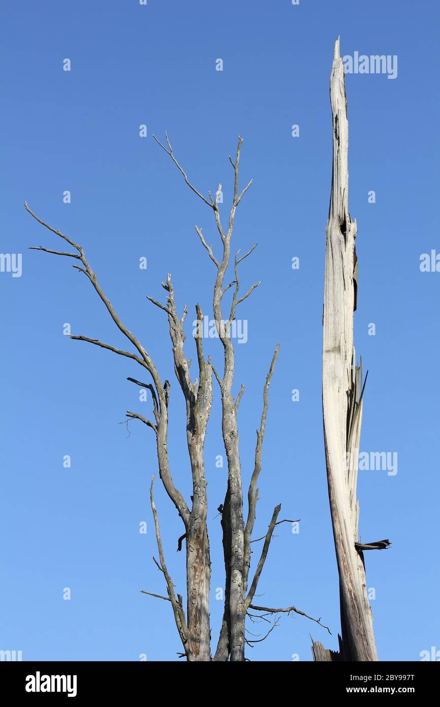 Dead And Rotten Tree High Resolution Stock Photography and Images - Alamy