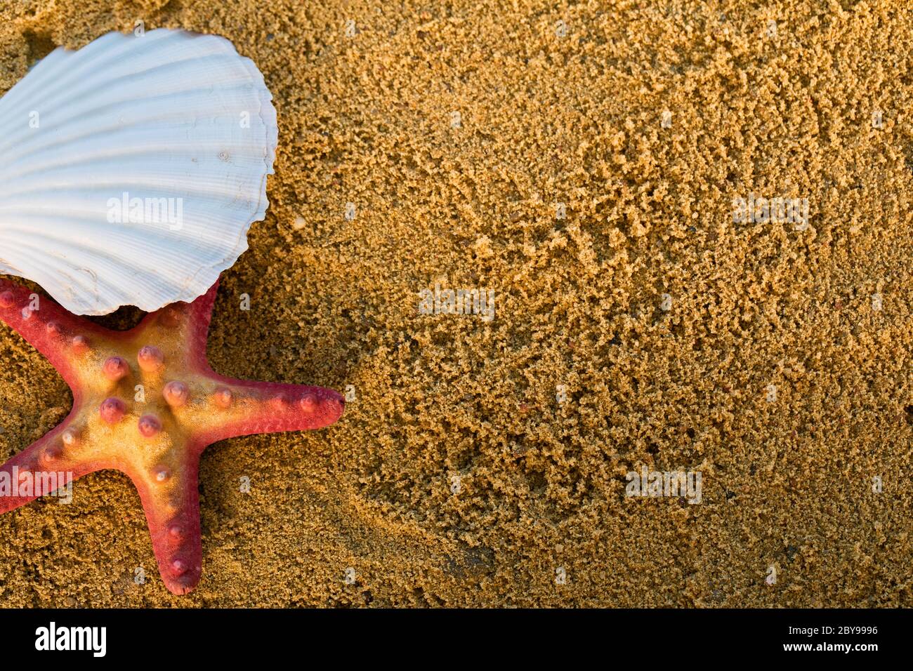 On the bright yellow squeak there are shells thrown by sea waves ...