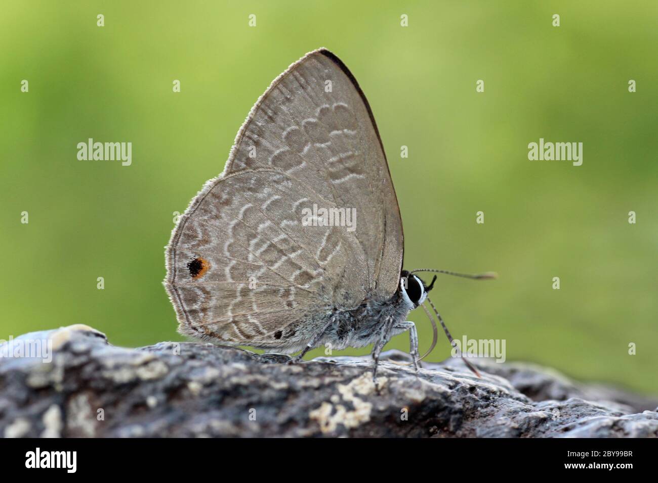 Ciliate Blue Butterfly Anthene emolus Stock Photo - Alamy