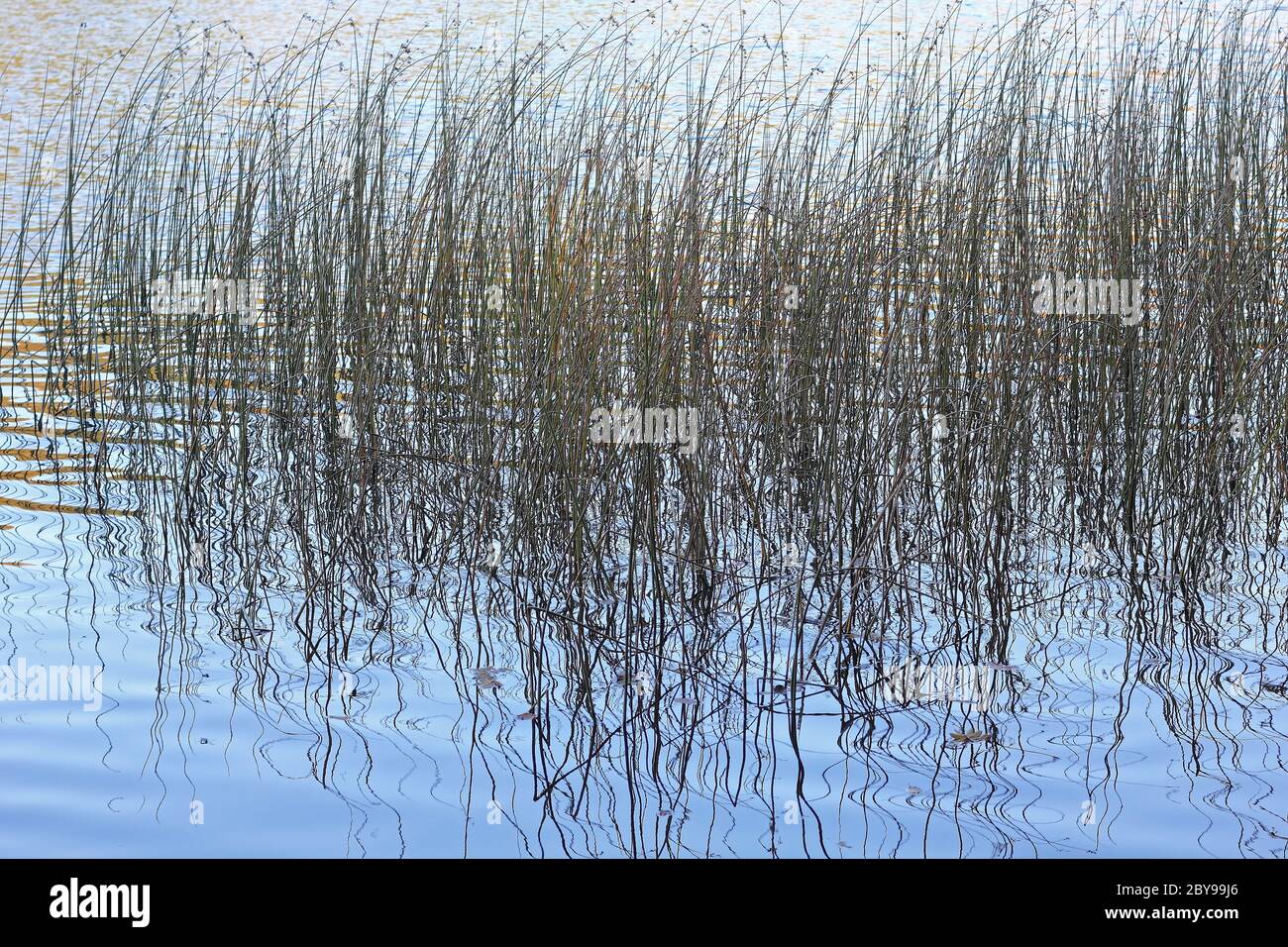 Cane Brake High Resolution Stock Photography and Images - Alamy