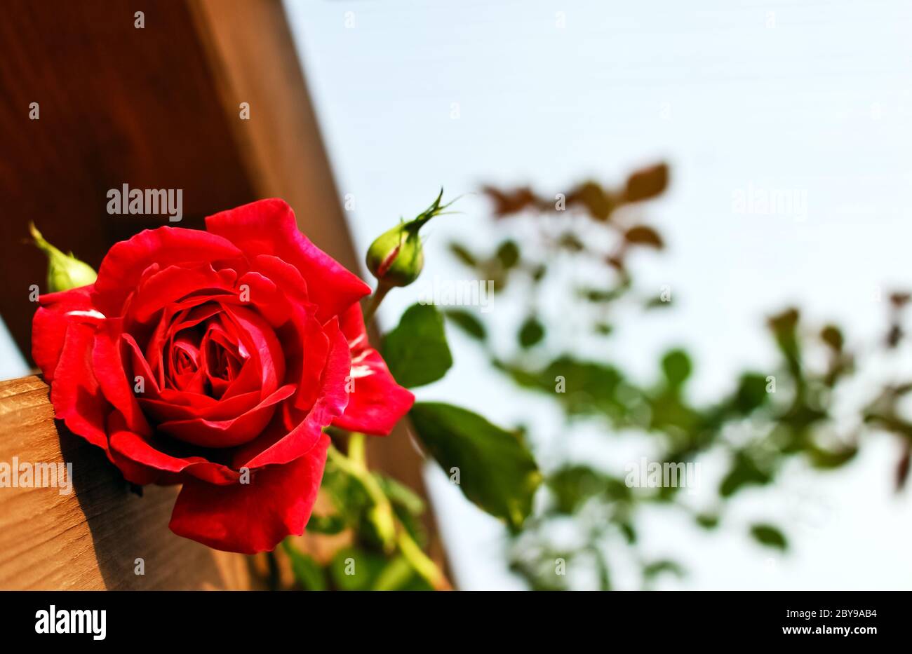 Hanging rose hi-res stock photography and images - Alamy
