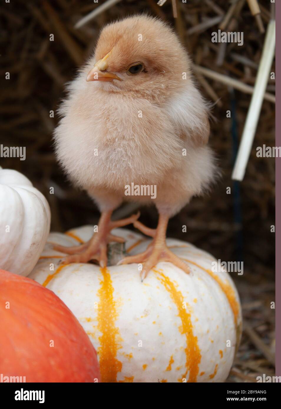 Lincolnshire Buff Chick on Squash Stock Photo - Alamy