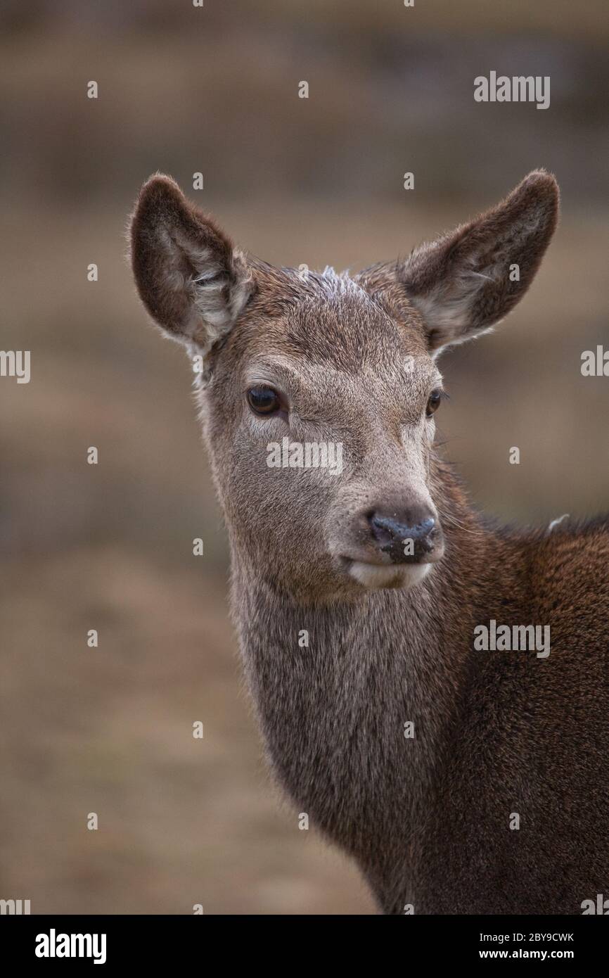 Red Deer Hind, taken in Scotland U.K Stock Photo - Alamy