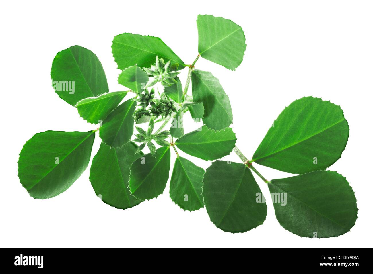 Fenugreek leaves with inflorescences (Trigonella corniculata) isolated ...