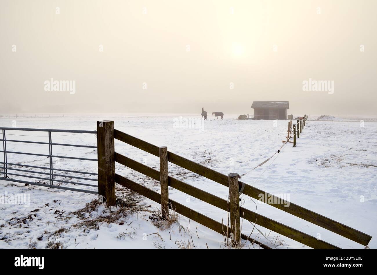 snow pasture in dense fog Stock Photo - Alamy