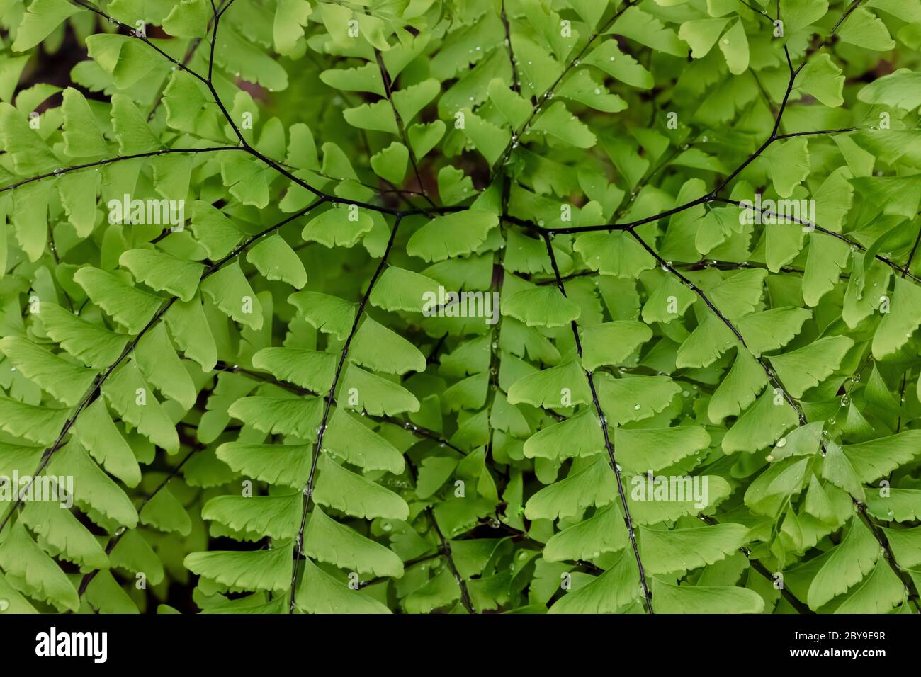 Northern Maidenhair Fern, Adiantum pedatum, in Canadian Lakes in ...
