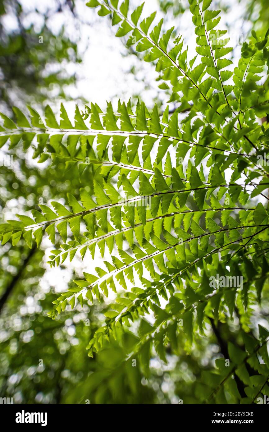 Northern Maidenhair Fern, Adiantum pedatum, in Canadian Lakes in ...
