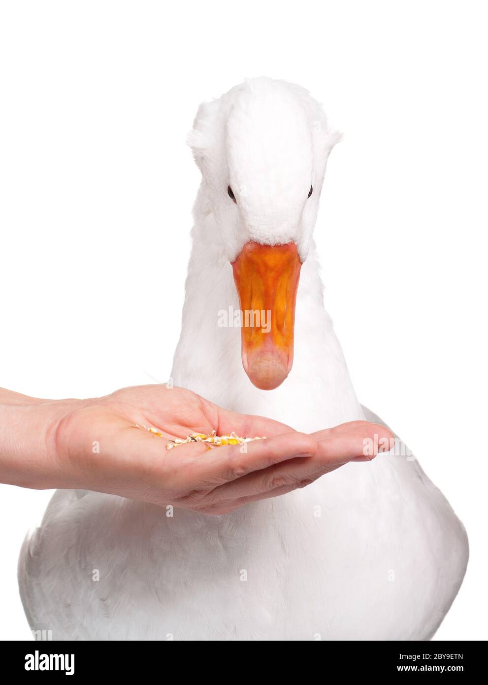 Human goose hi-res stock photography and images - Alamy