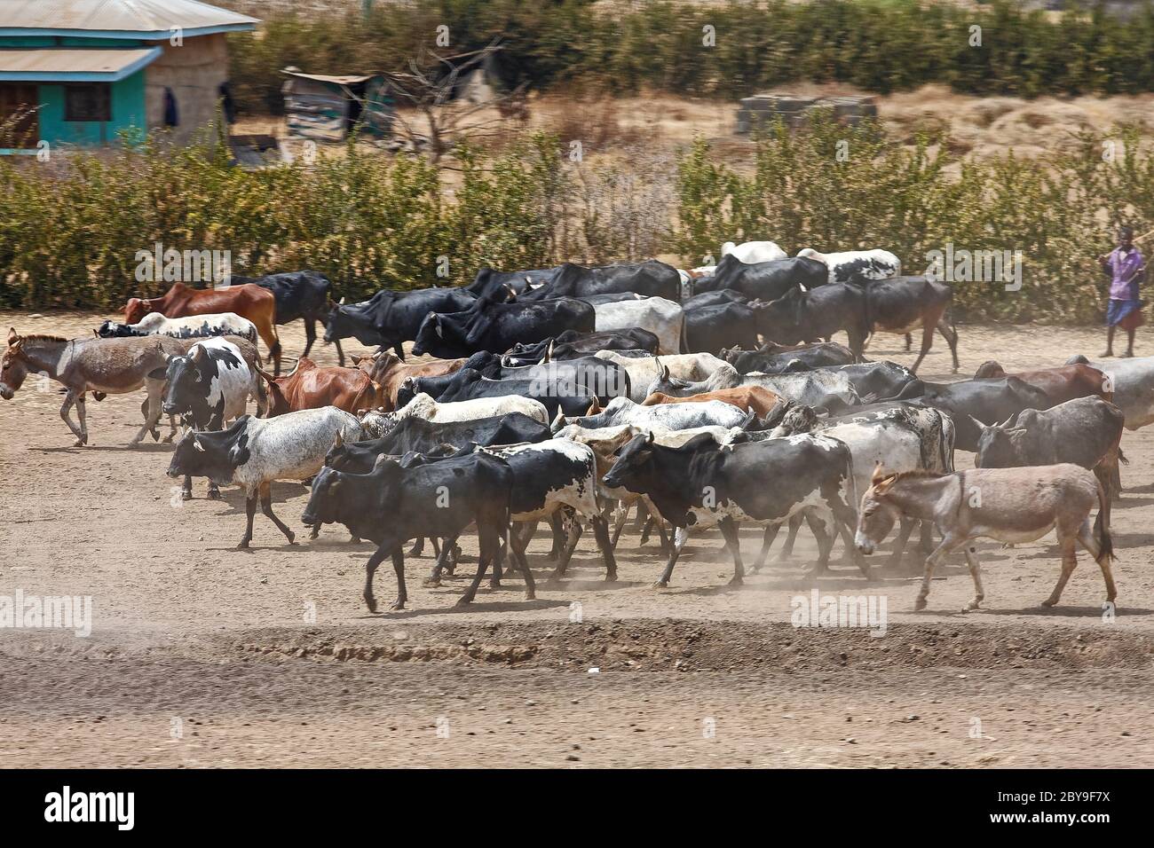 cattle, donkey, walking dirt road, raising dust, boy tending, animals ...