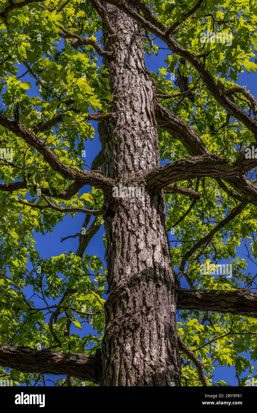 White Oak, Quercus alba, in June in Loda Lake Wildflower Sanctuary ...