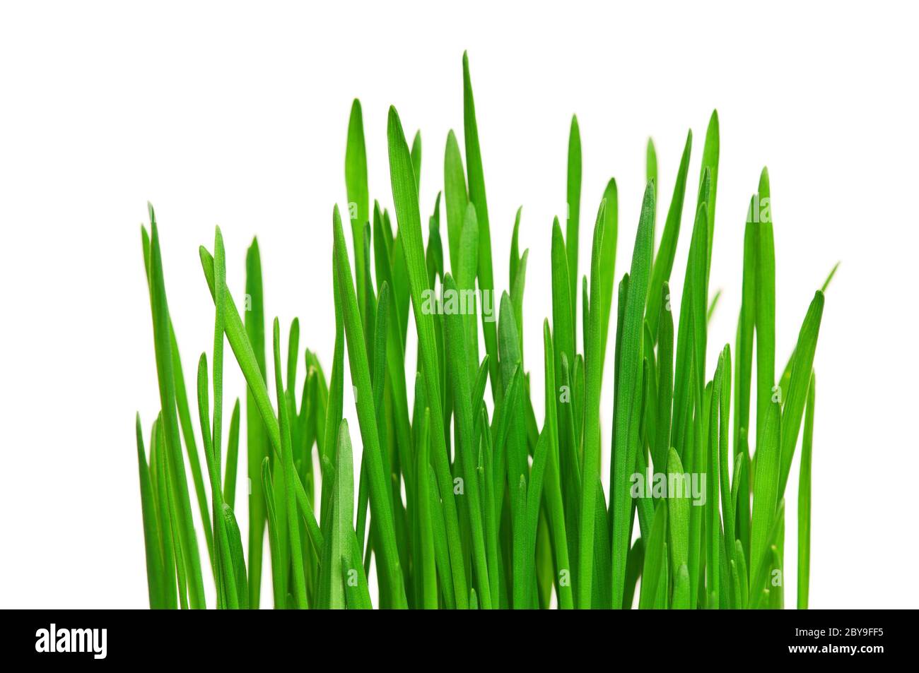 Blade of wheat hi-res stock photography and images - Alamy