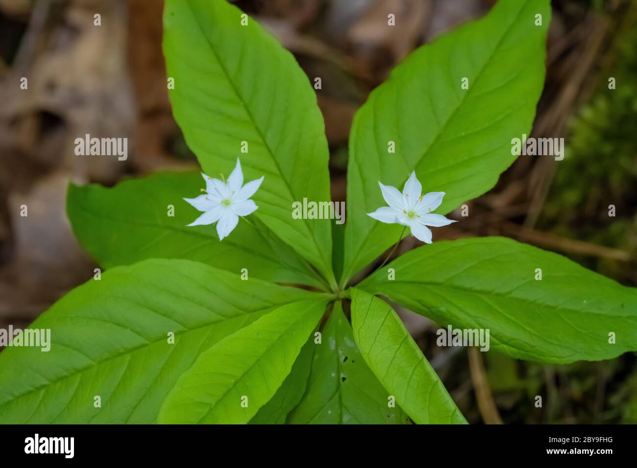 Usda forest preserve hi-res stock photography and images - Alamy