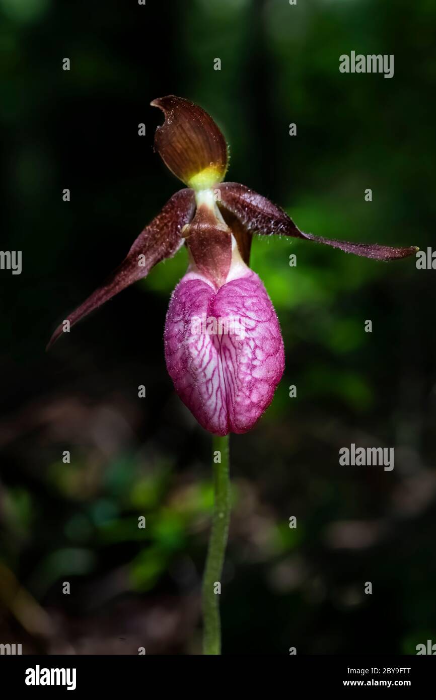 Pink Lady's Slipper, Cypripedium acaule, blooming in early June in Loda ...