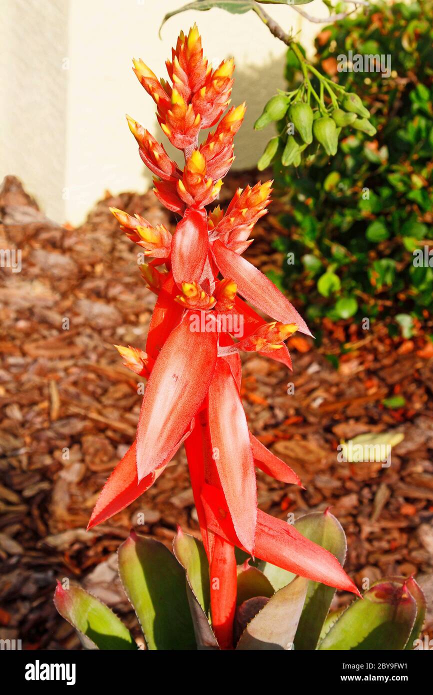 bromeliad flowers, tropical plant, red orange color, bright, colorful ...