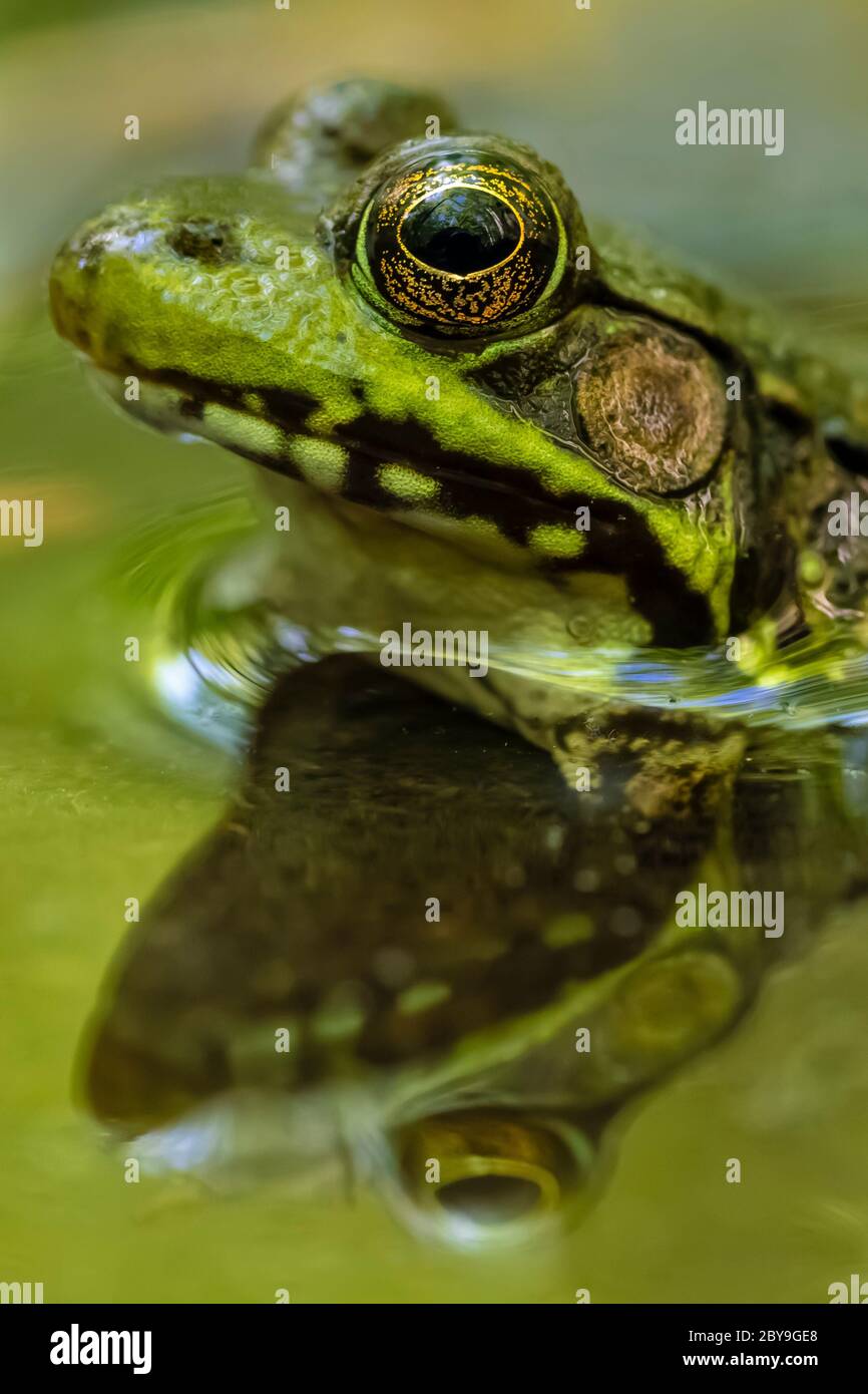 Green Frog, Lithobates clamitans, in a tiny stream in June in Loda Lake ...