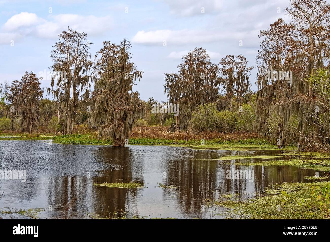 nature scene, pond, trees, vegetation, Spanish moss, water, peaceful ...