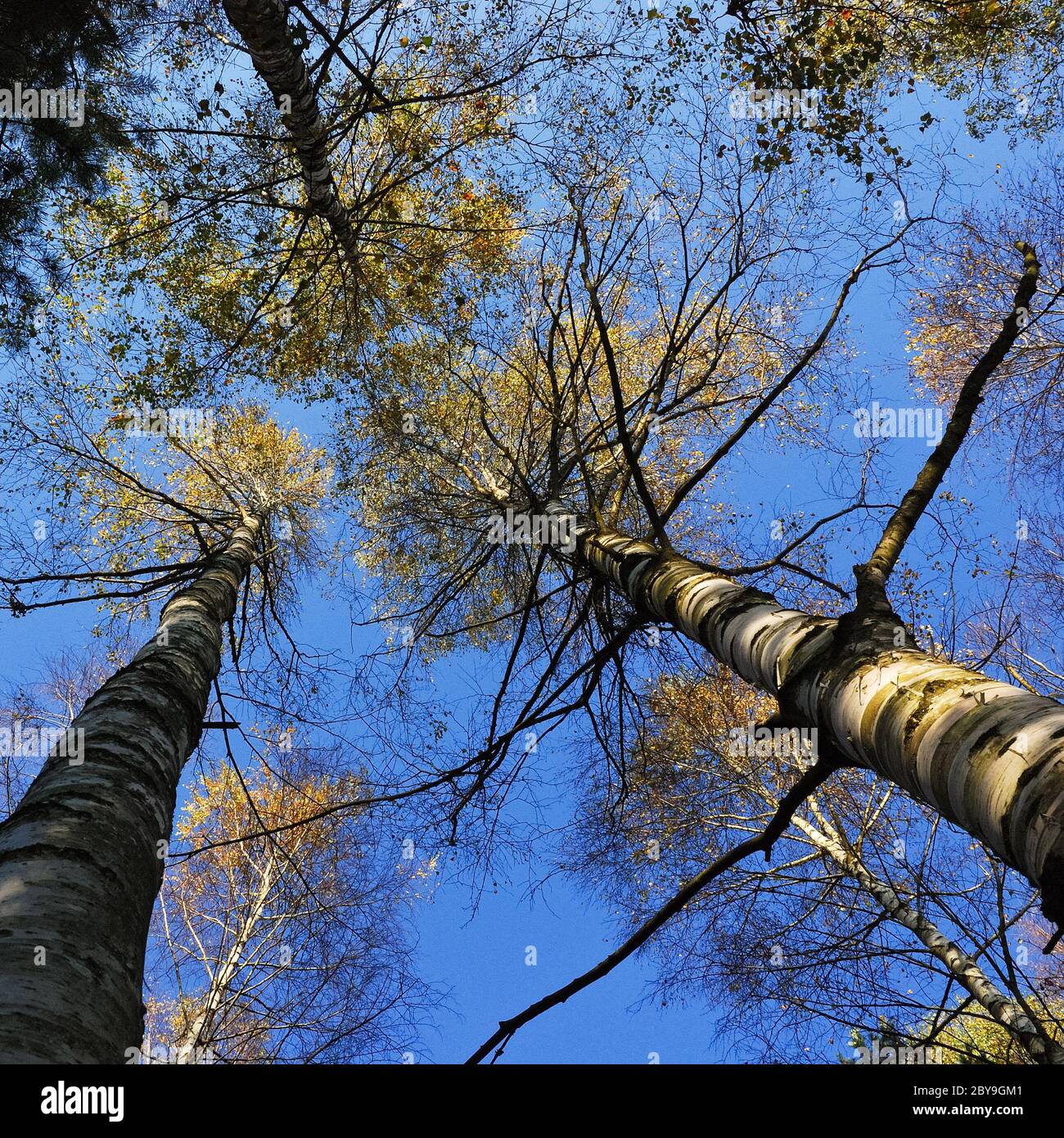 Towering trees hi-res stock photography and images - Alamy