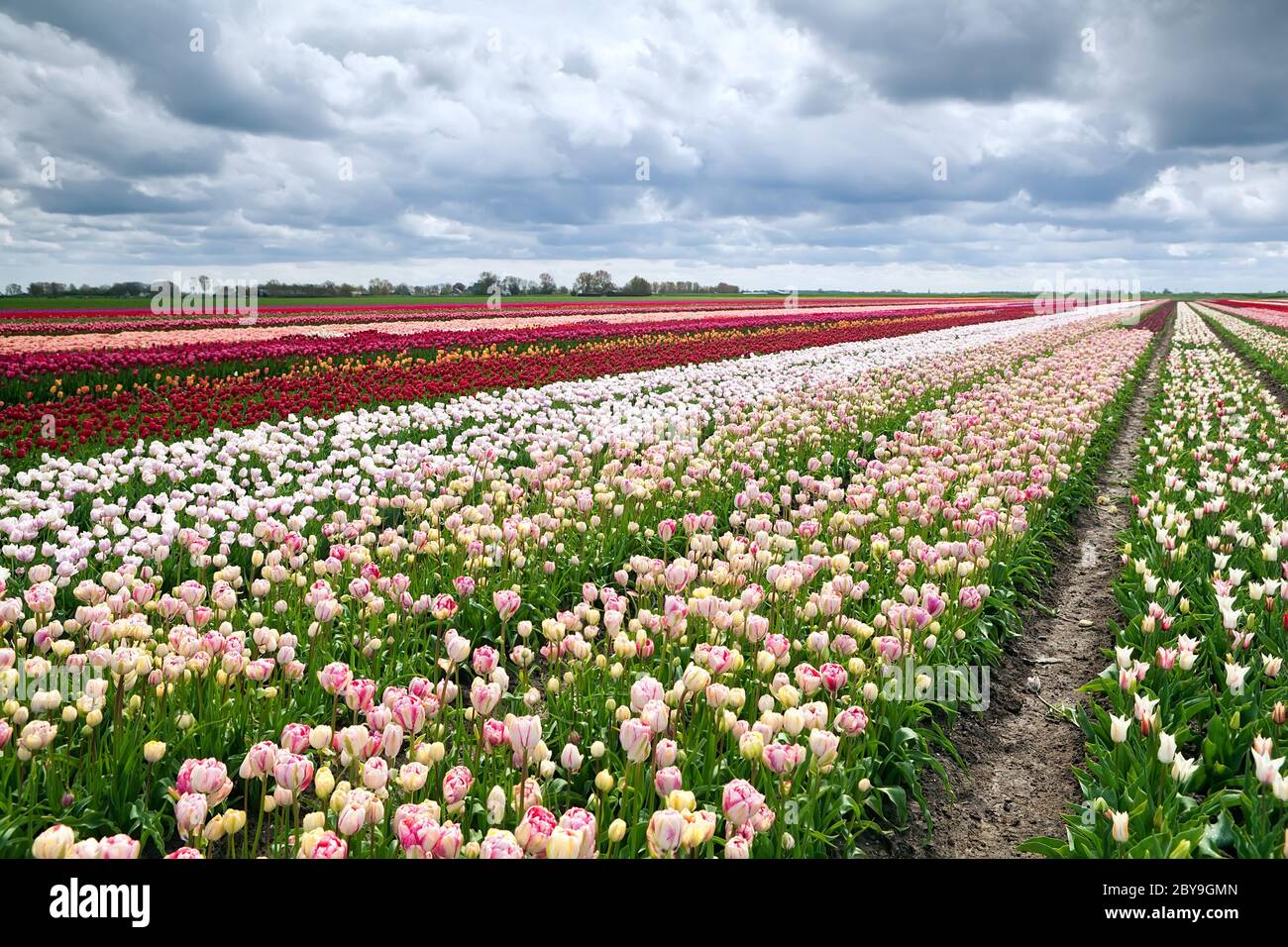 Dutch bulb fields hi-res stock photography and images - Alamy